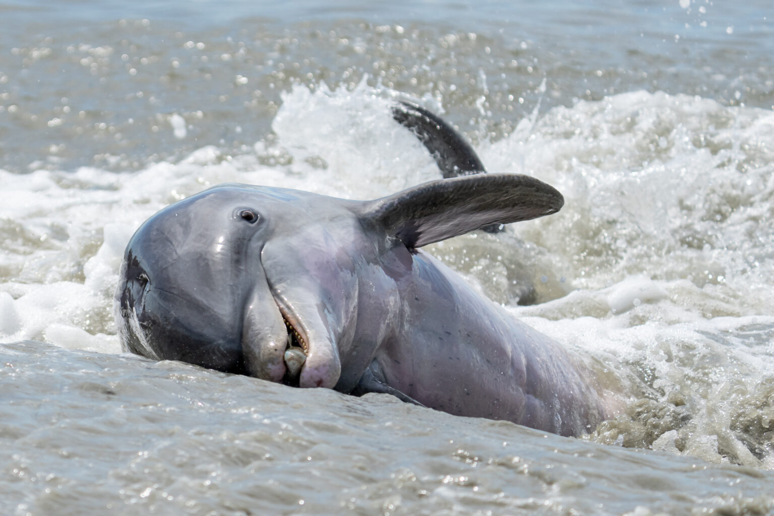 Dolphin Discoveries Hilton Head – Best Dolphin Cruises On Hilton Head ...
